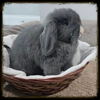 Rabbit Breeds & Info | Abbott's Rabbits