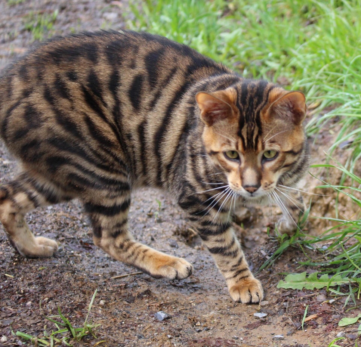 Unsere Preise | toygers.ch