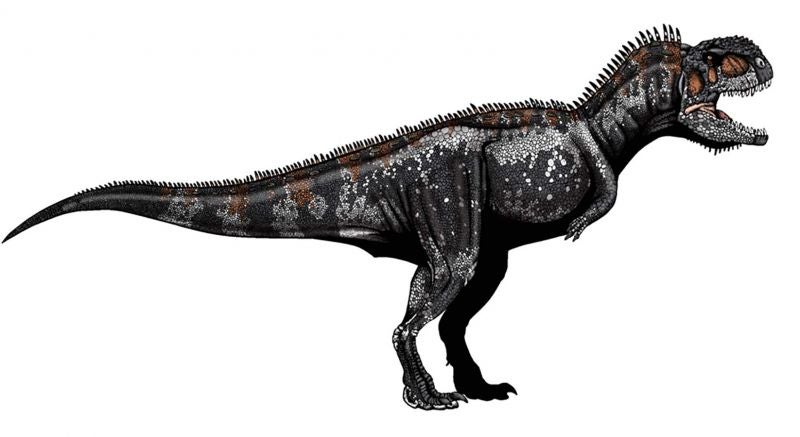 Titanovenator / Carnivoren / Dinosaurussen | Theropoda