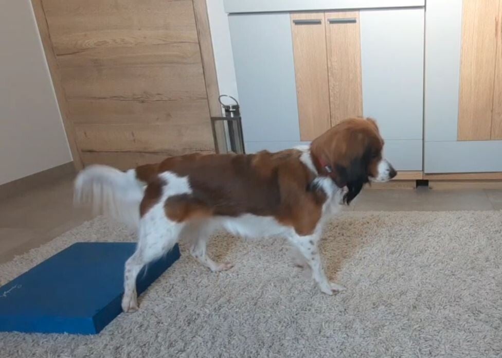 HundFIT