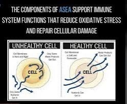 ASEA Redox Cell Signaling Moleculen | Thrive by Ivonne