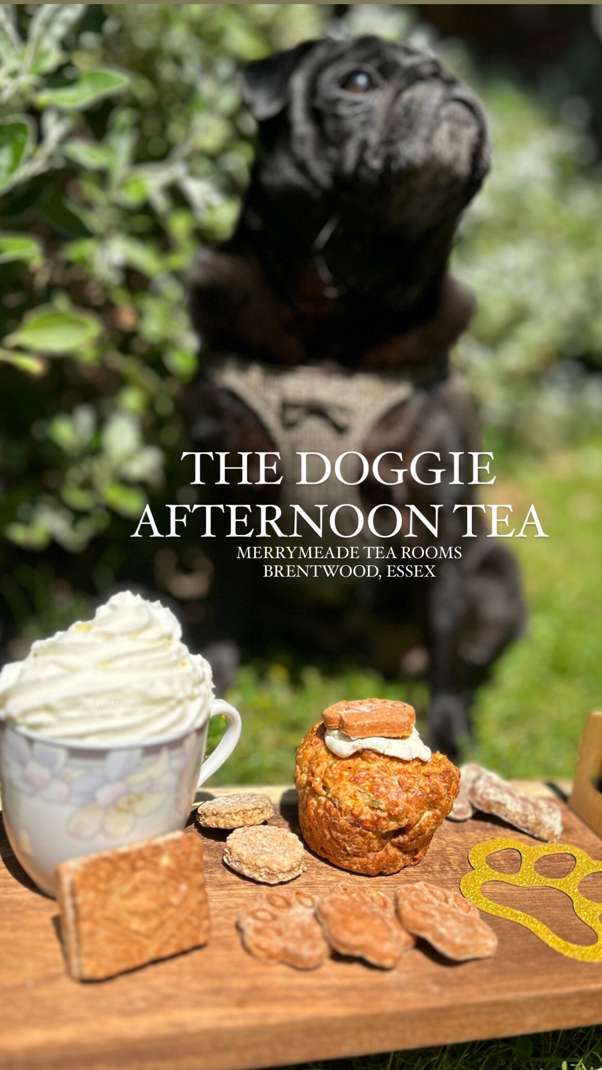 The Doggie Afternoon Tea | Merrymeade Tea Room