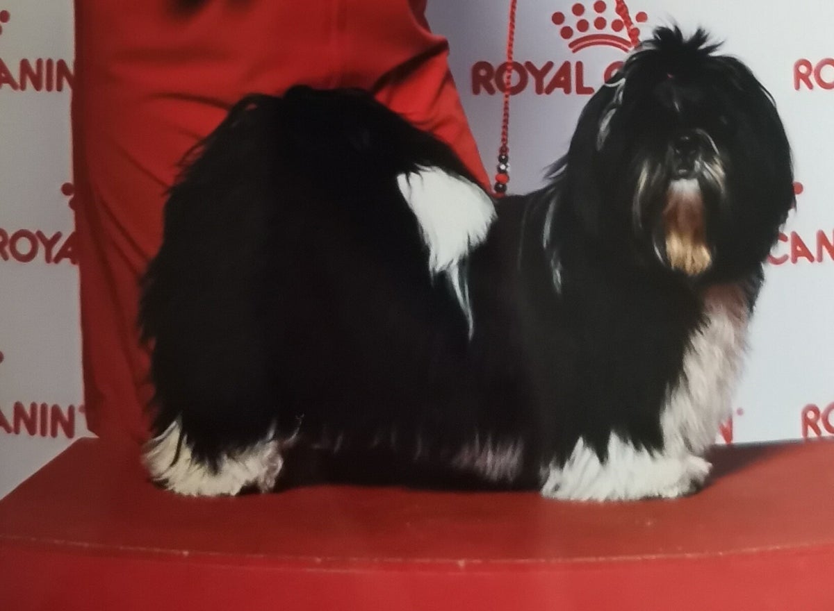 Panda / Onze Treasures | Tibetan Treasures Shih Tzu