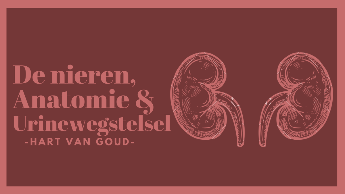 De nieren: de anatomie en uitleg over de urinewegstelsel | Hart van Goud