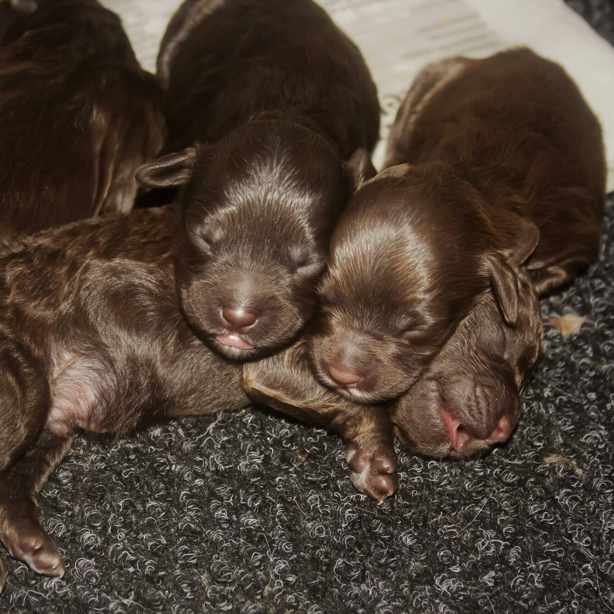 Koirat | Rosielands australian cobberdog