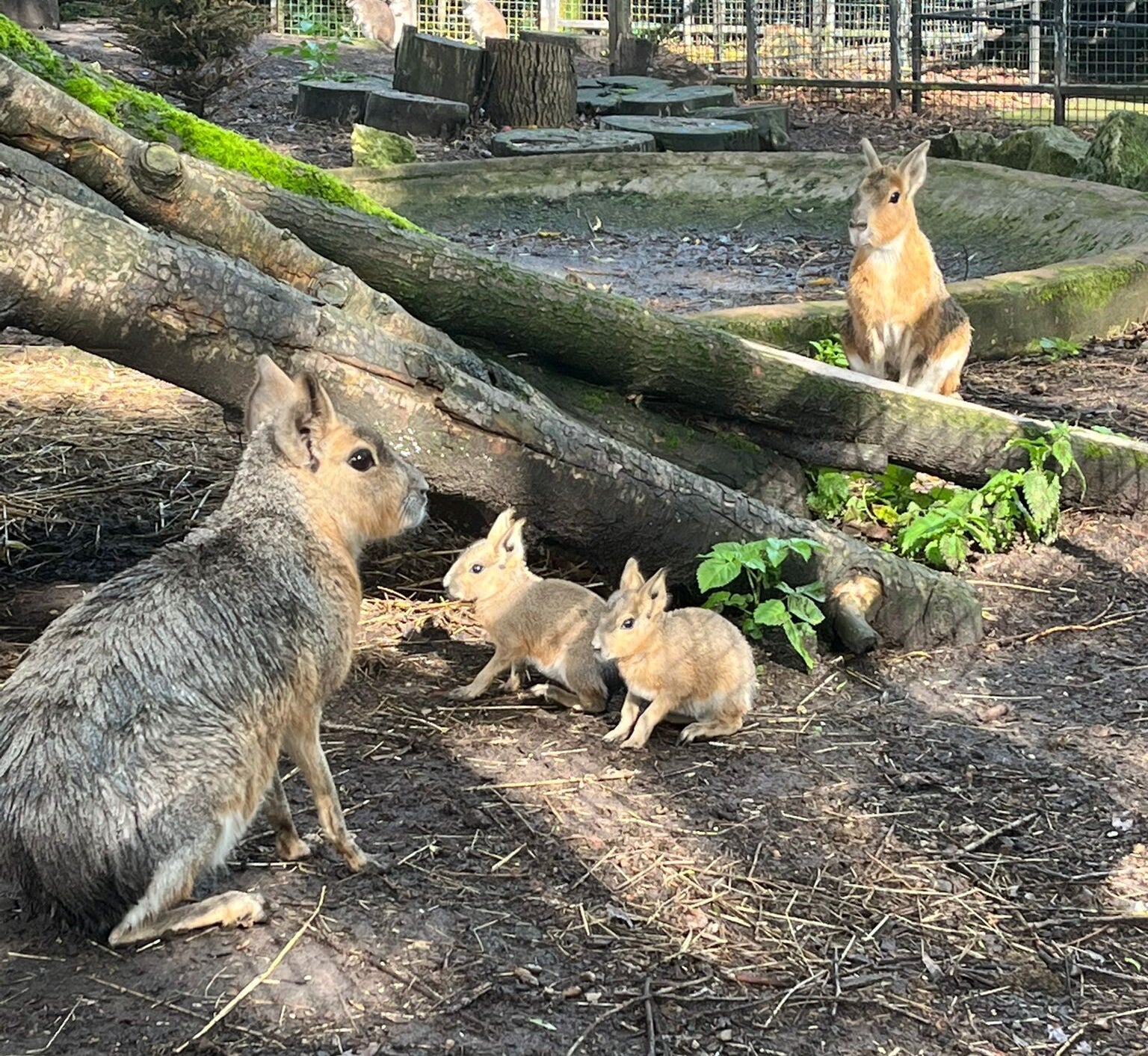 Patagonian Mara / Mammals / Meet our animals | Greenacres Animal Park