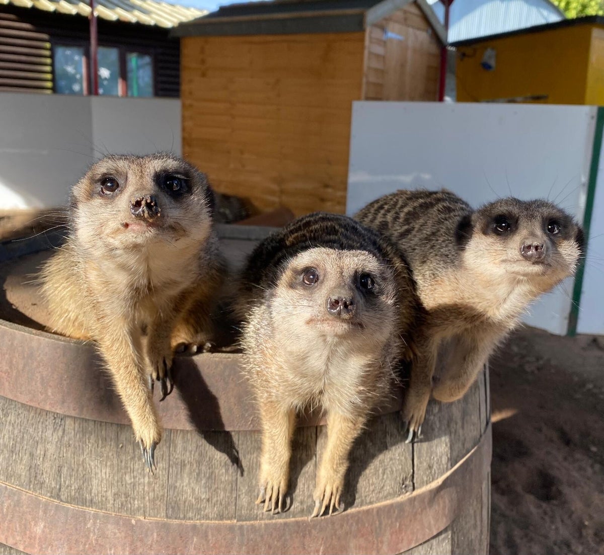 Mammals / Meet our animals | Greenacres Animal Park