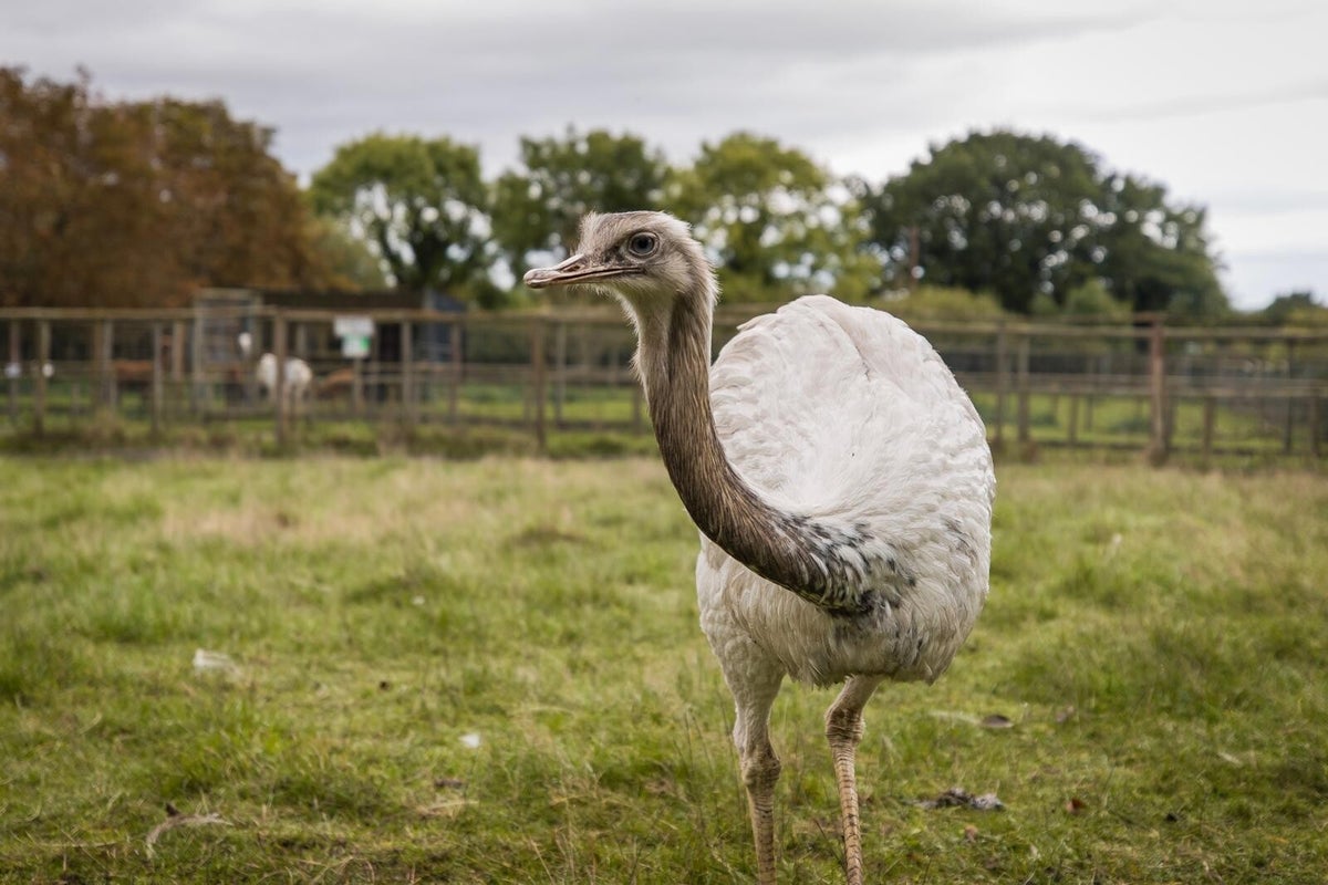 Meet our animals | Greenacres Animal Park