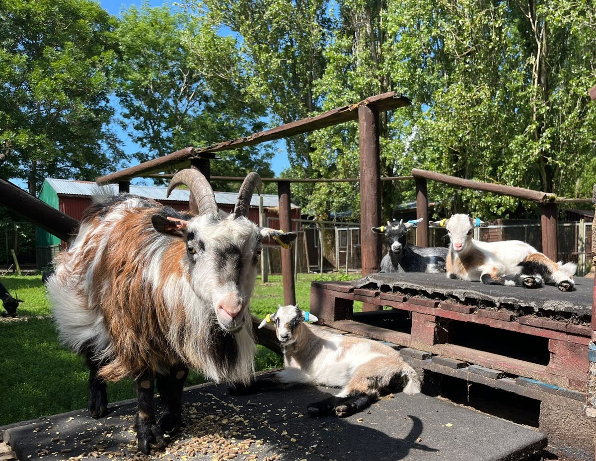 Mammals / Meet our animals | Greenacres Animal Park
