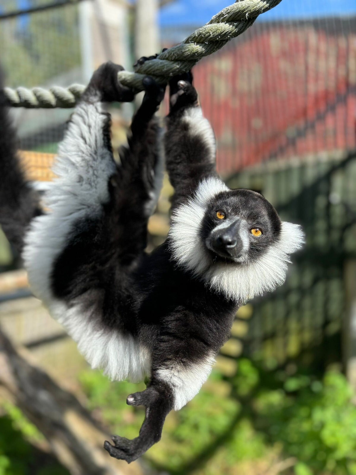 Animal encounters / Experiences | Greenacres Animal Park