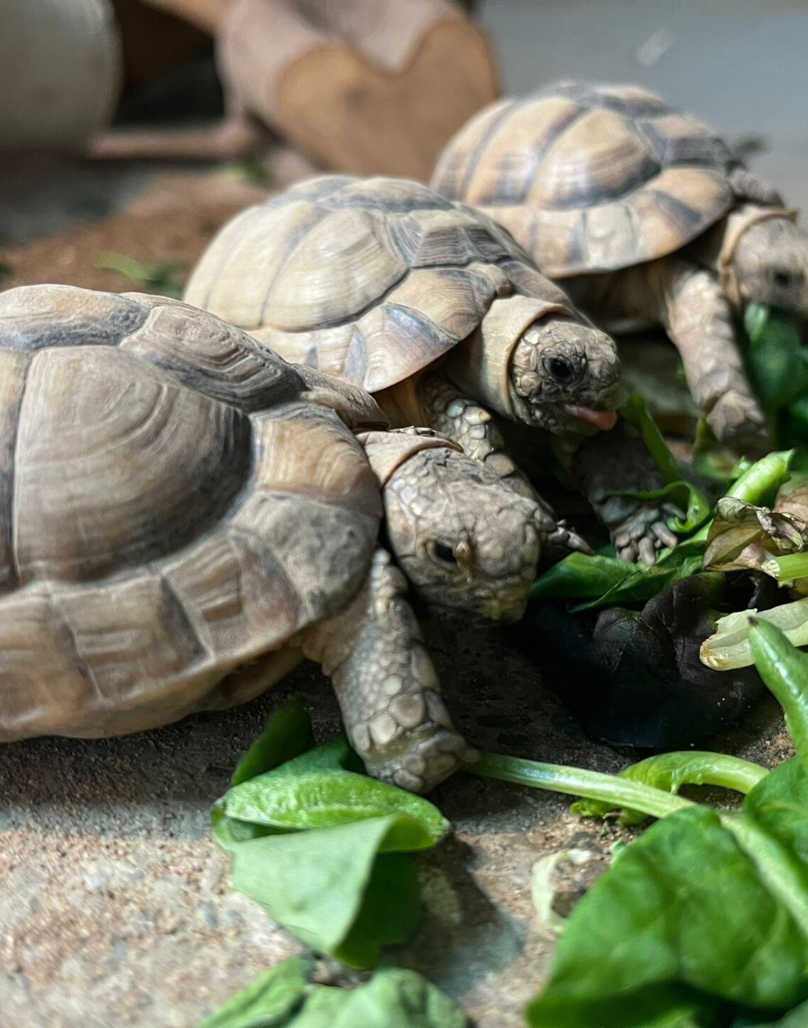 Egyptian Tortoises / Reptiles / Meet our animals | Greenacres Animal Park