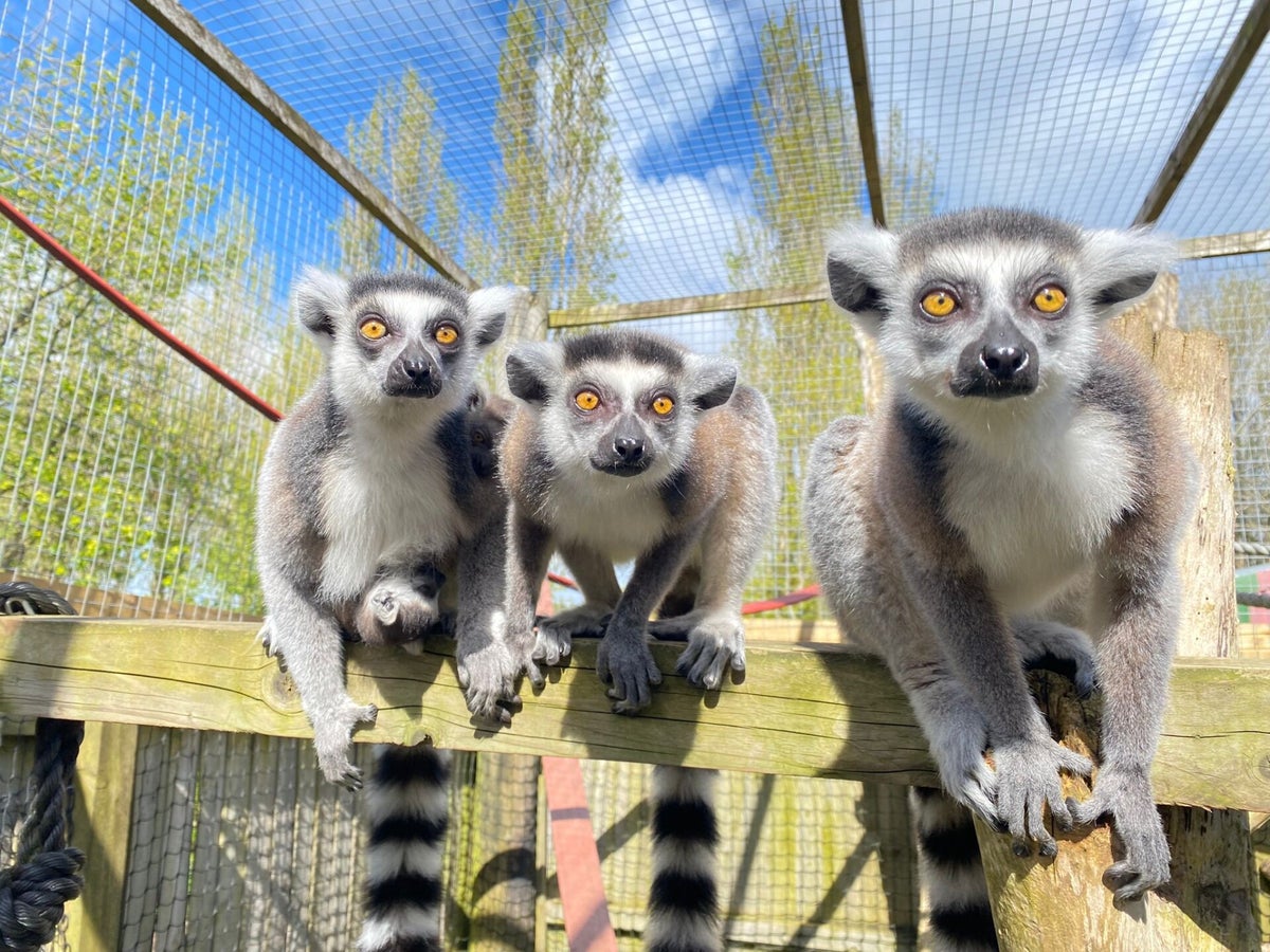 Mammals / Meet our animals | Greenacres Animal Park