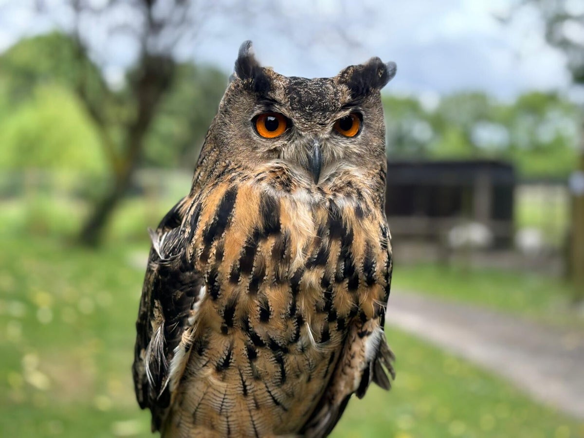 Birds / Meet our animals | Greenacres Animal Park