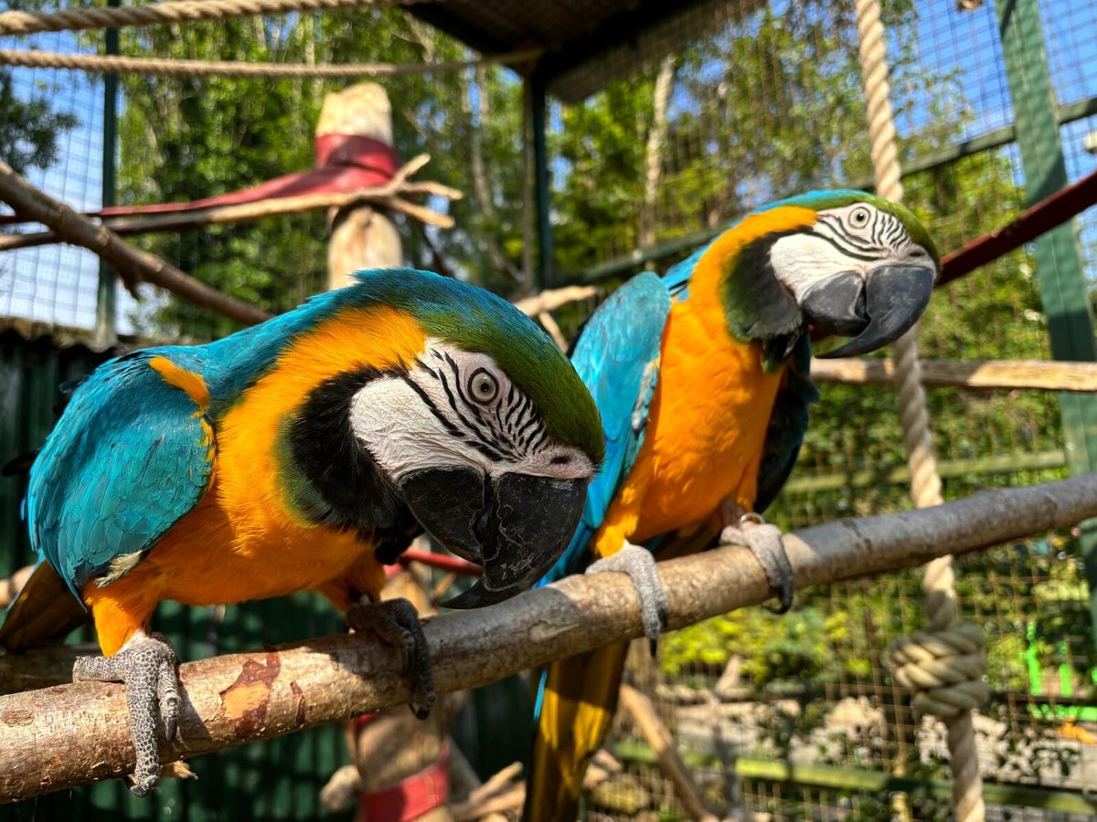 Blue & Gold Macaws / Birds / Meet our animals | Greenacres Animal Park