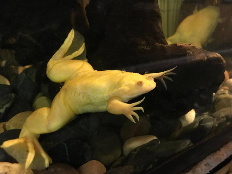 African Clawed Frogs / Aquatics / Meet our animals | Greenacres Animal Park