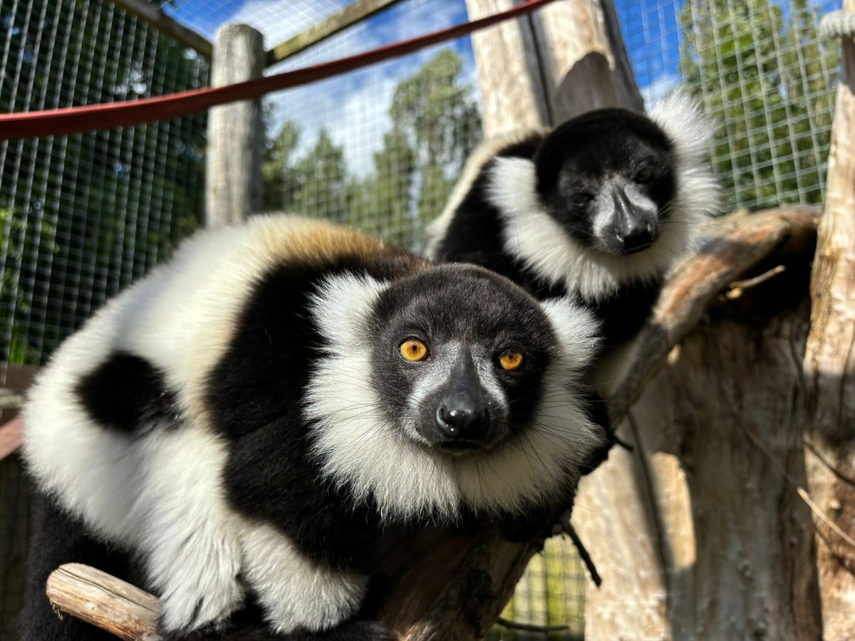Mammals / Meet our animals | Greenacres Animal Park