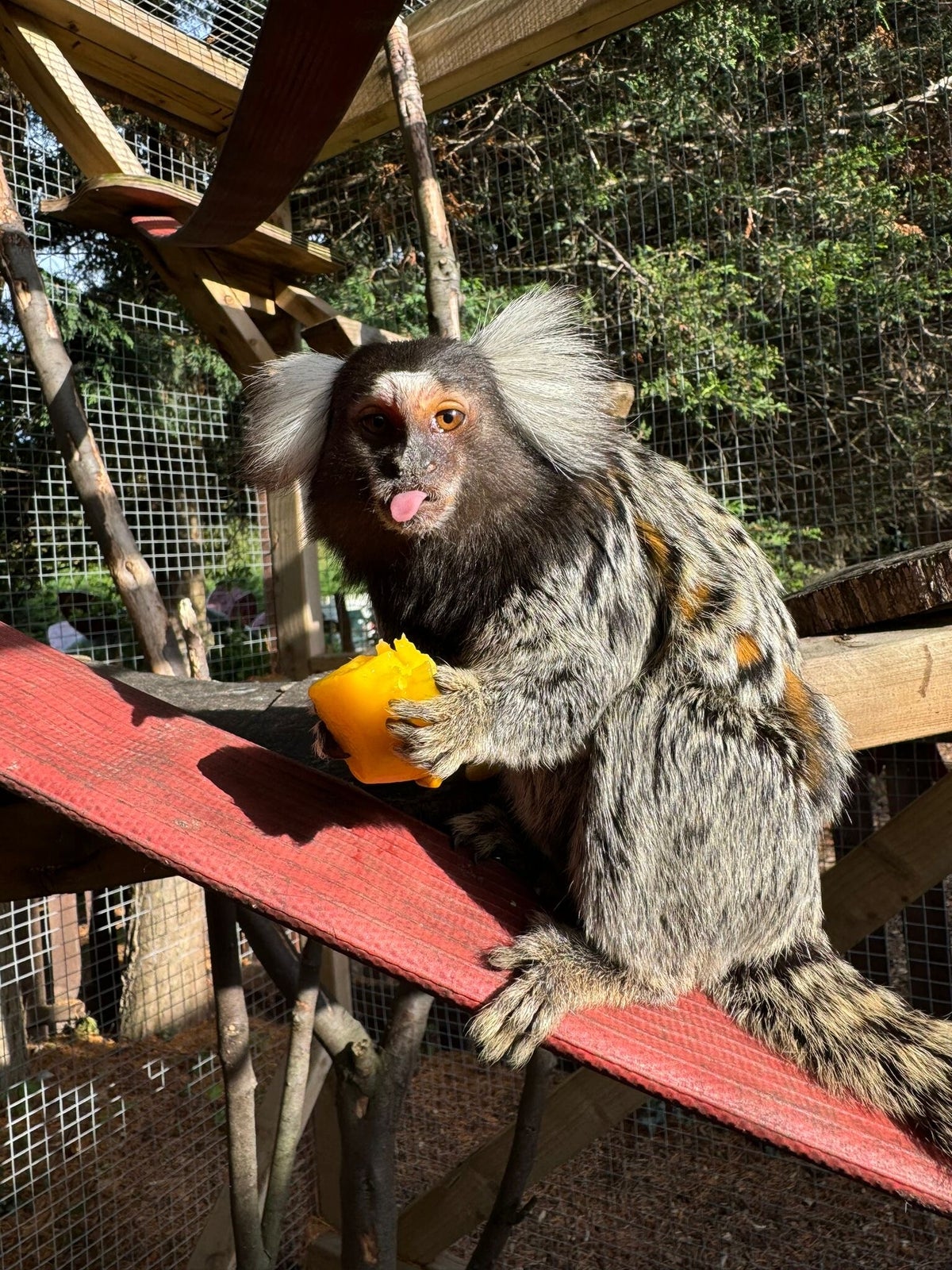 Mammals / Meet our animals | Greenacres Animal Park