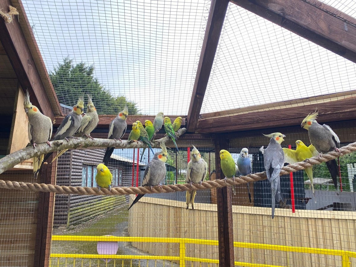 Birds / Meet our animals | Greenacres Animal Park