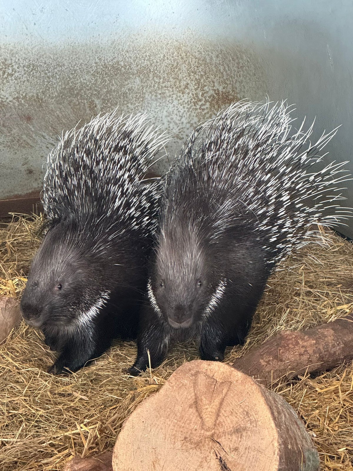 Mammals / Meet our animals | Greenacres Animal Park