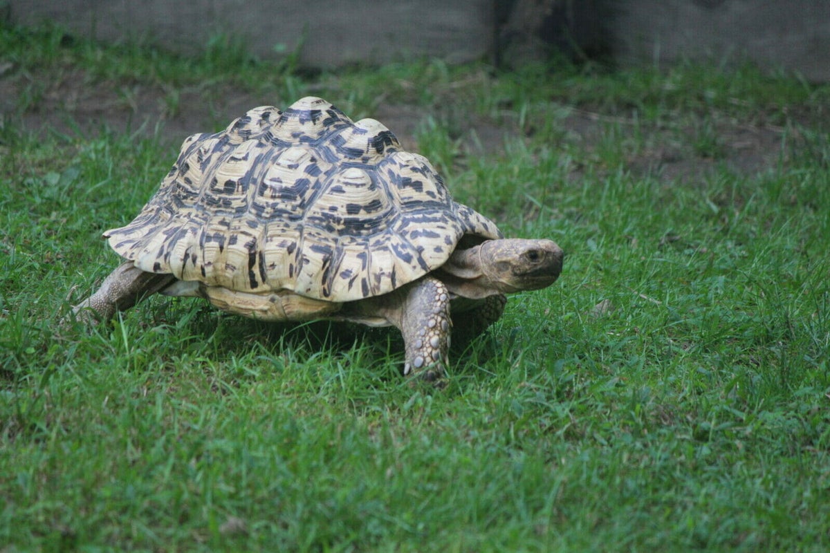Leopard Tortoises / Reptiles / Meet our animals | Greenacres Animal Park