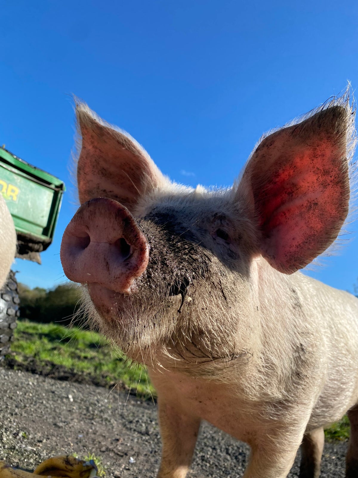Mammals / Meet our animals | Greenacres Animal Park