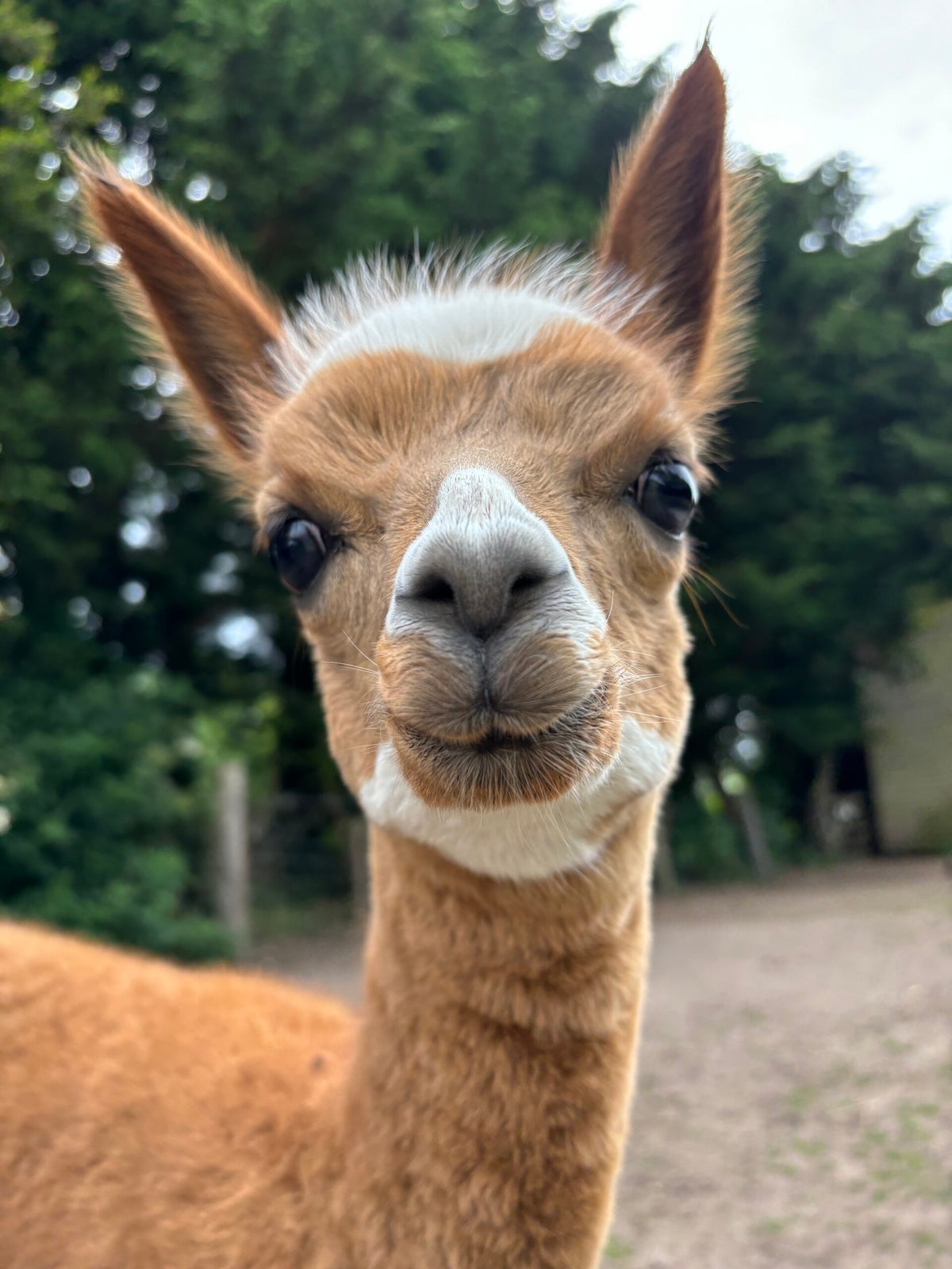 Mammals / Meet our animals | Greenacres Animal Park