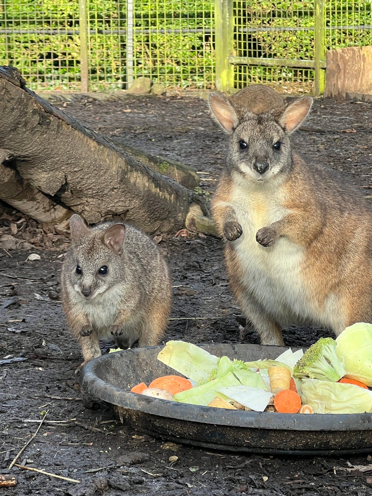 Mammals / Meet our animals | Greenacres Animal Park