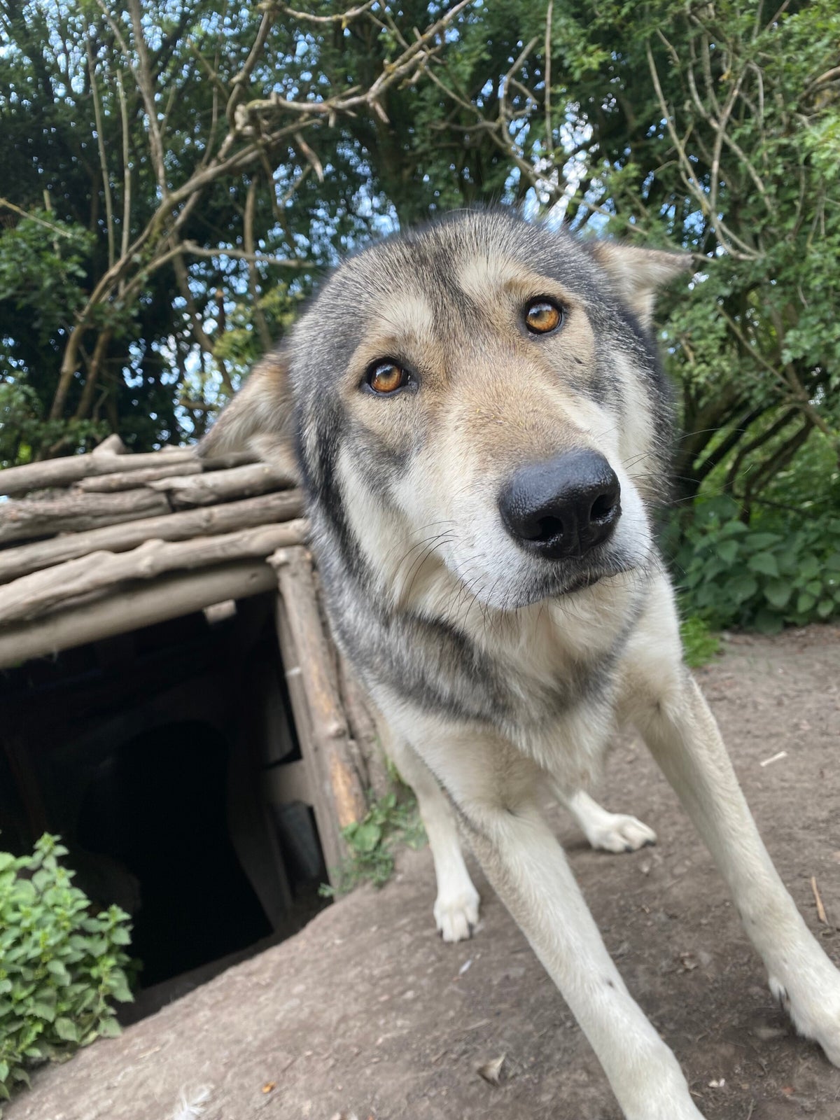 Mammals / Meet our animals | Greenacres Animal Park