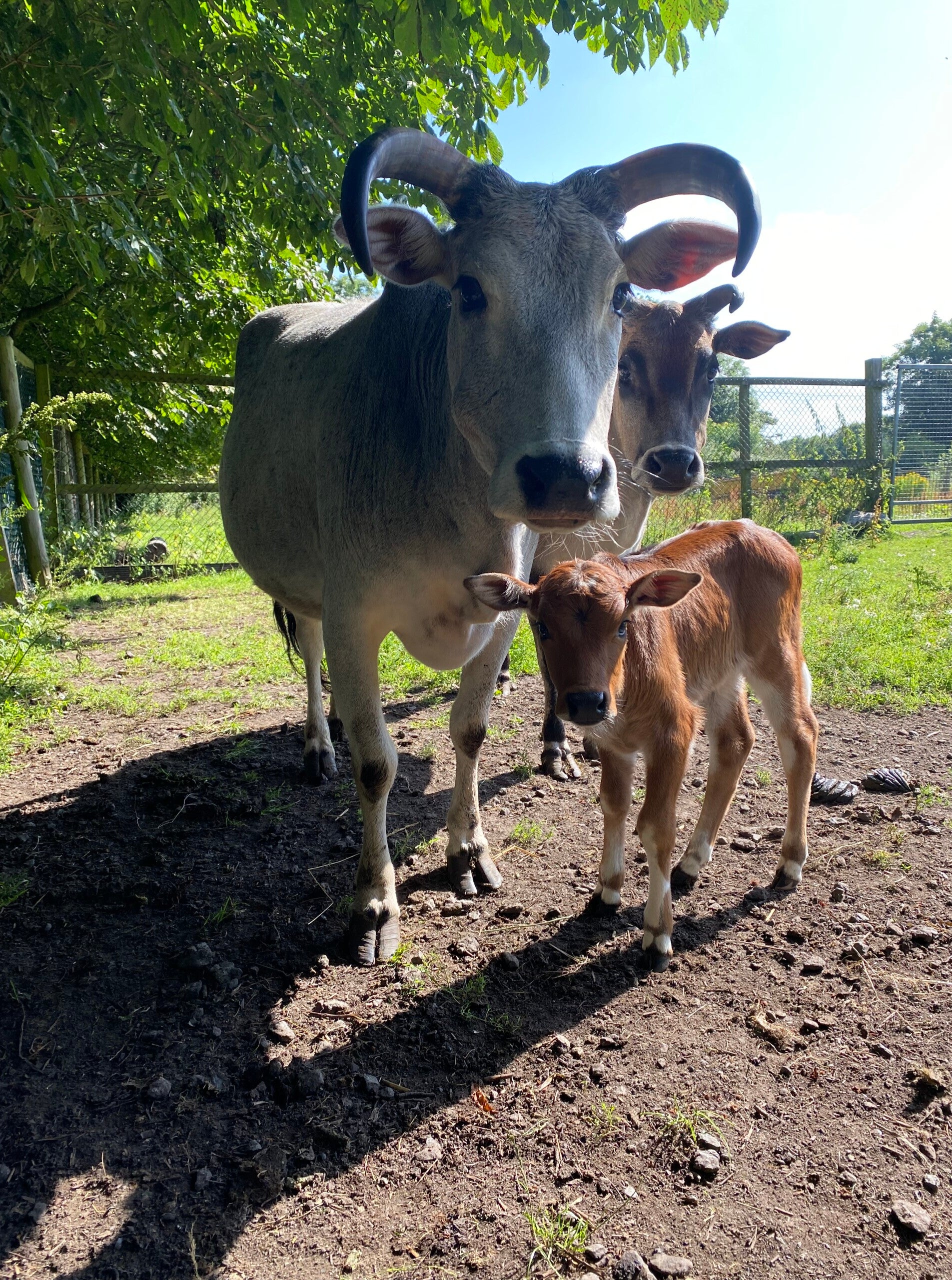 Miniature Zebu Cattle / Mammals / Meet our animals | Greenacres Animal Park