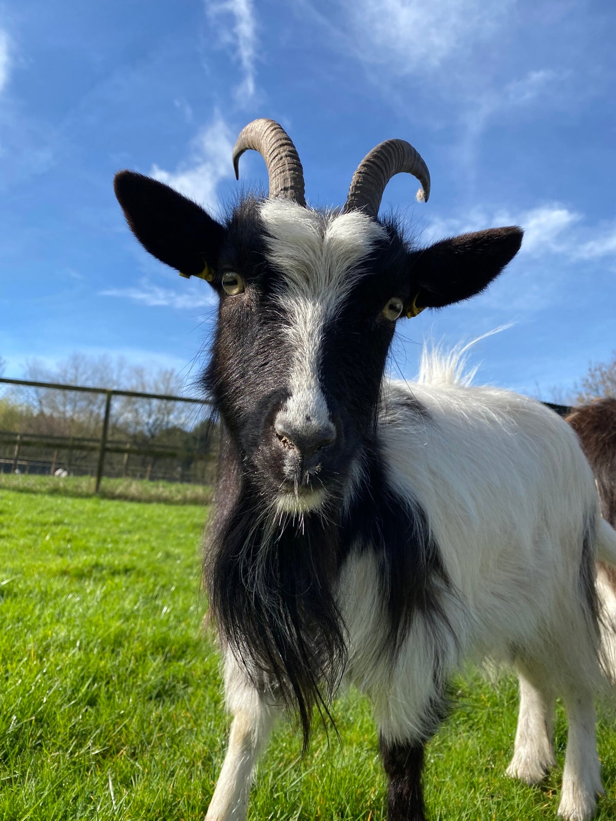 Mammals / Meet our animals | Greenacres Animal Park