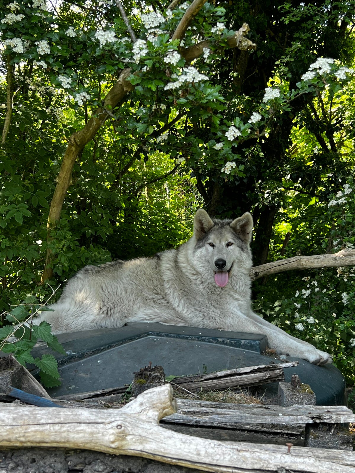 Mammals / Meet our animals | Greenacres Animal Park