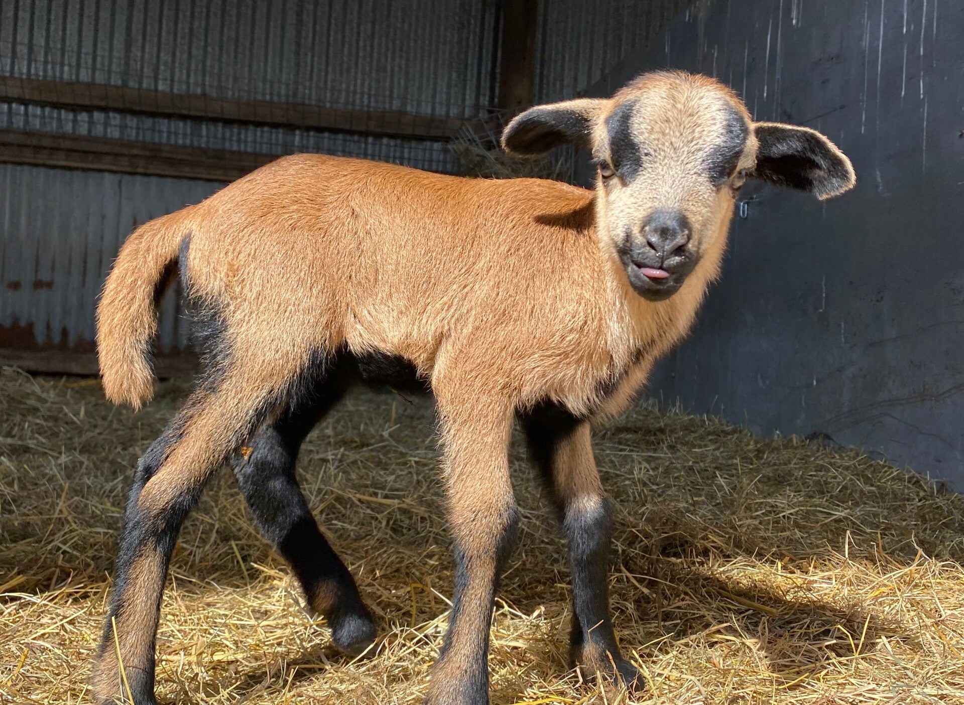 Cameroon Sheep / Mammals / Meet our animals | Greenacres Animal Park