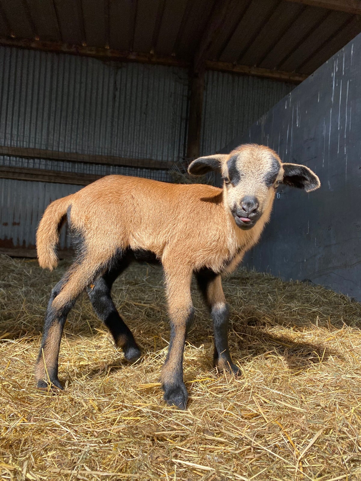 Cameroon Sheep / Mammals / Meet our animals | Greenacres Animal Park