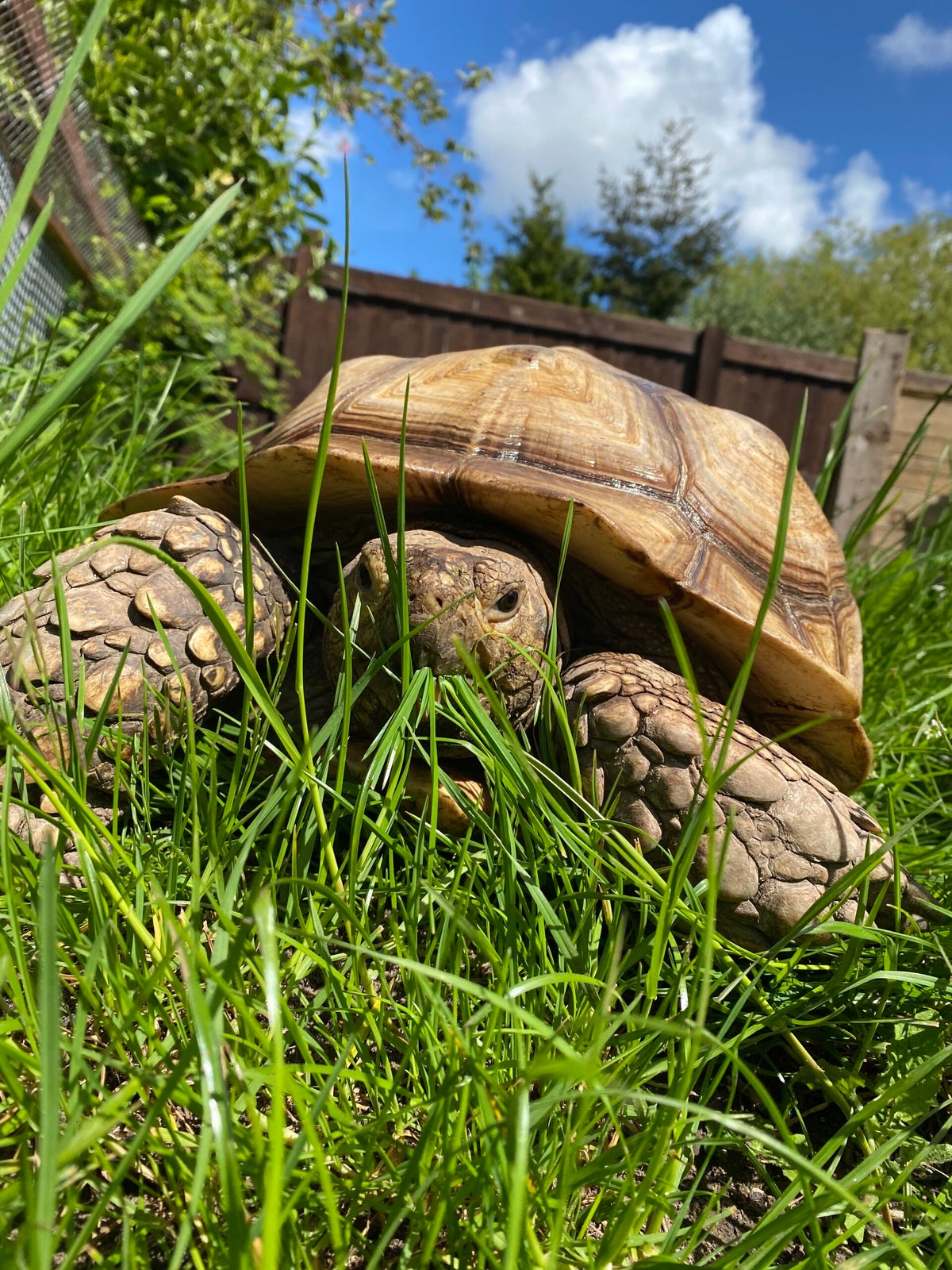 Meet our animals | Greenacres Animal Park