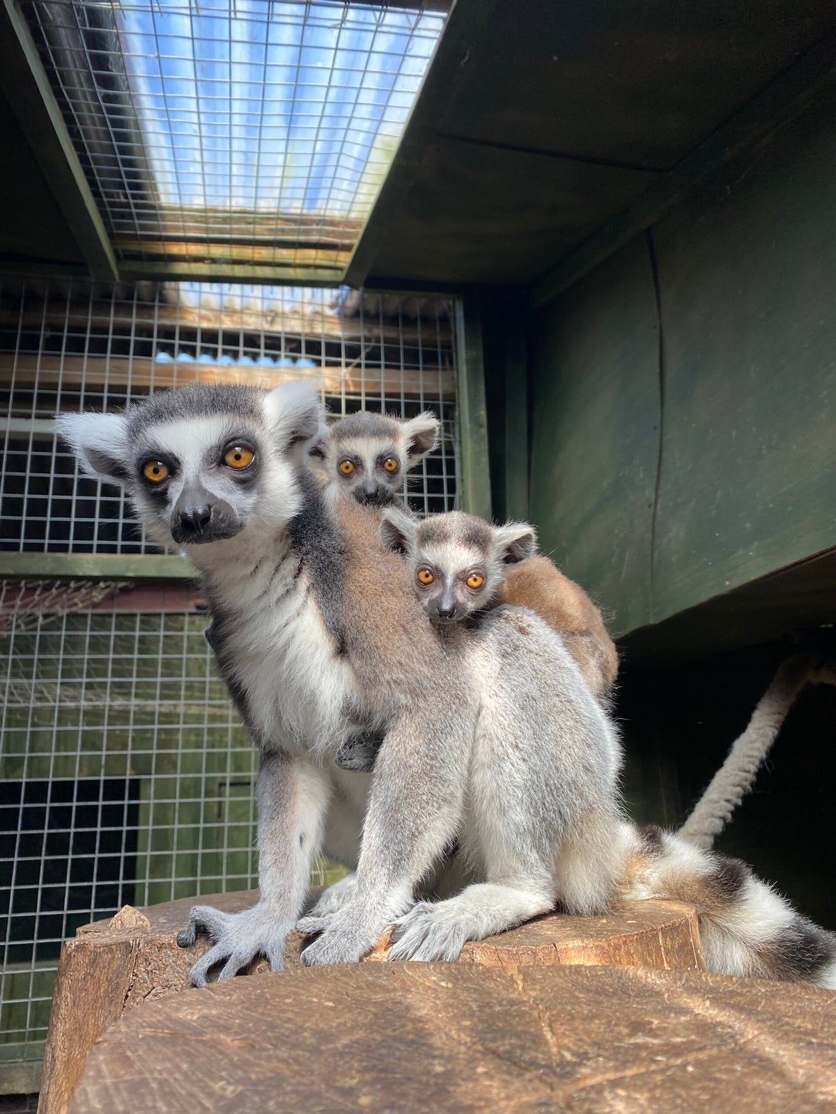 Animal encounters / Experiences | Greenacres Animal Park