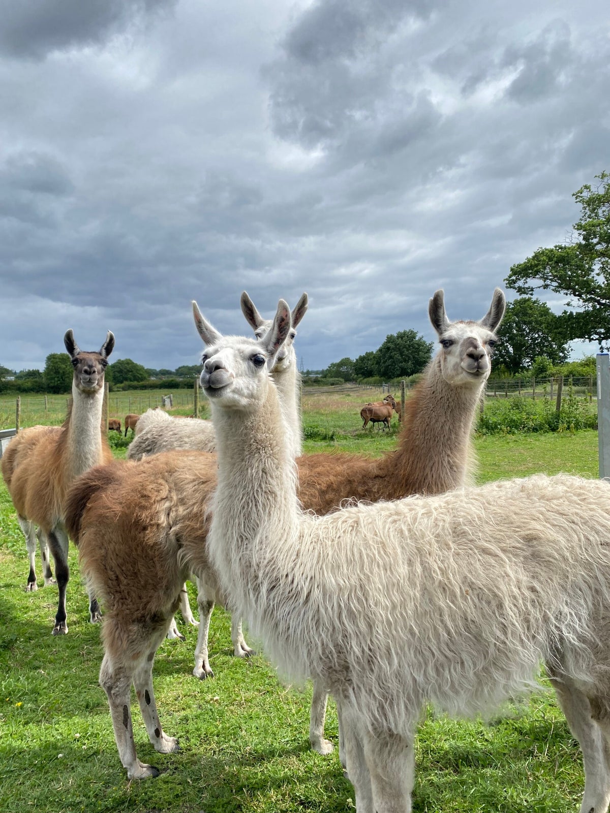 Mammals / Meet our animals | Greenacres Animal Park