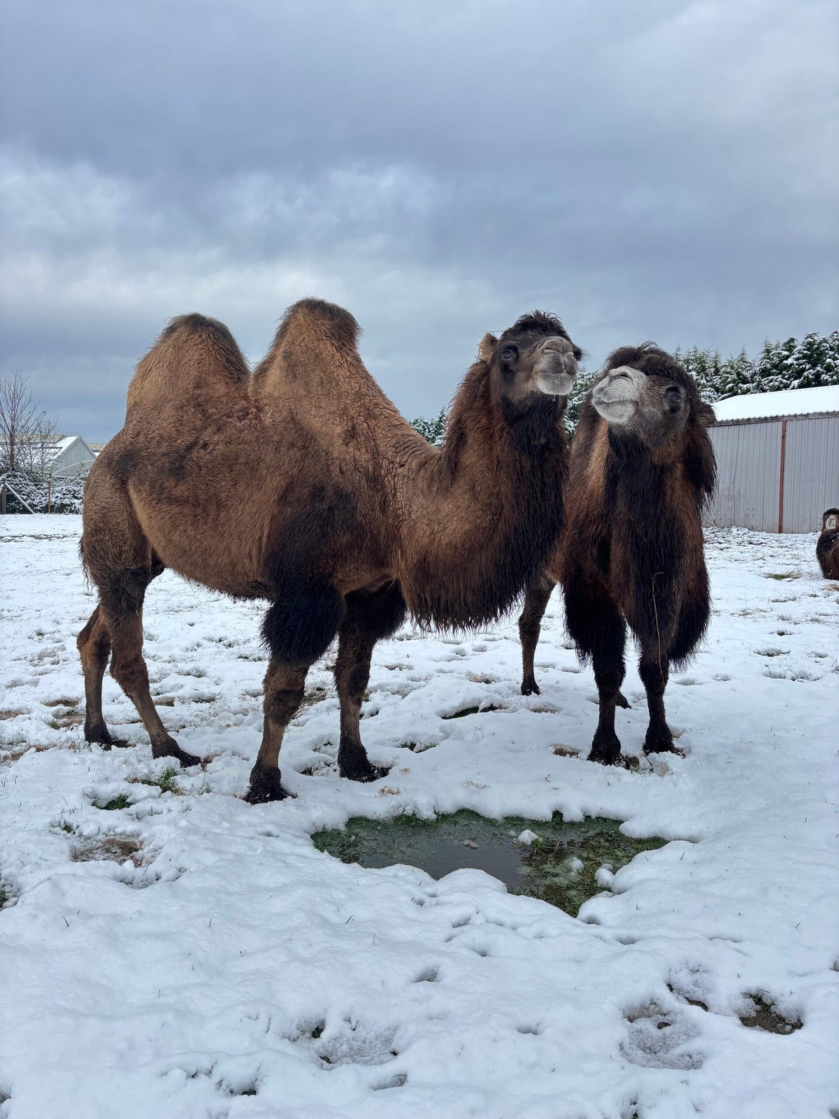 Mammals / Meet our animals | Greenacres Animal Park