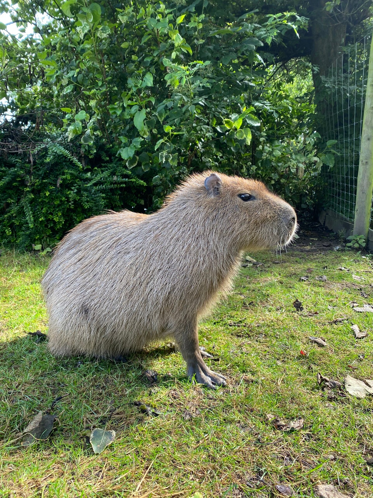 Mammals / Meet our animals | Greenacres Animal Park