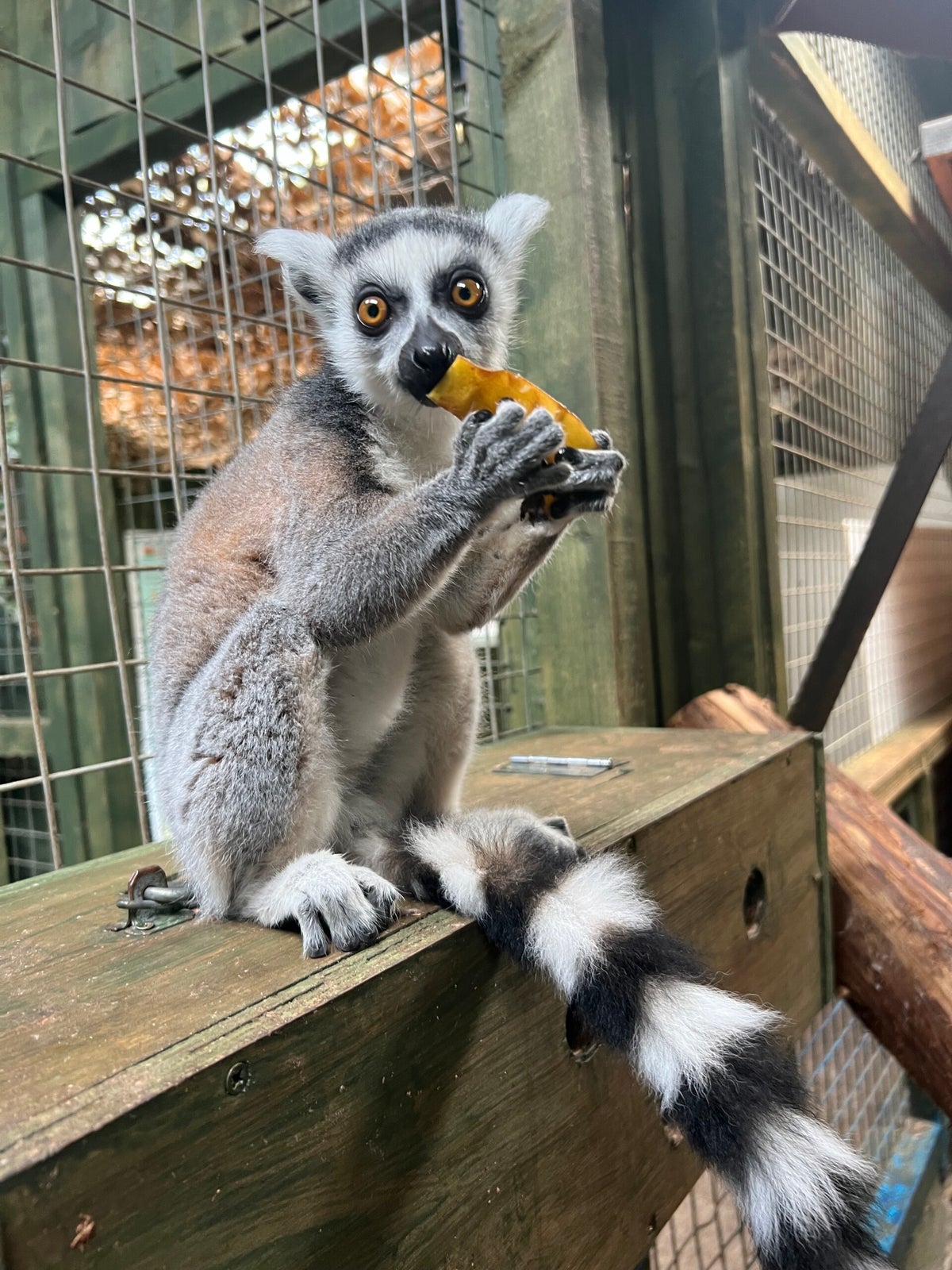 Ring-tailed Lemurs / Mammals / Meet our animals | Greenacres Animal Park