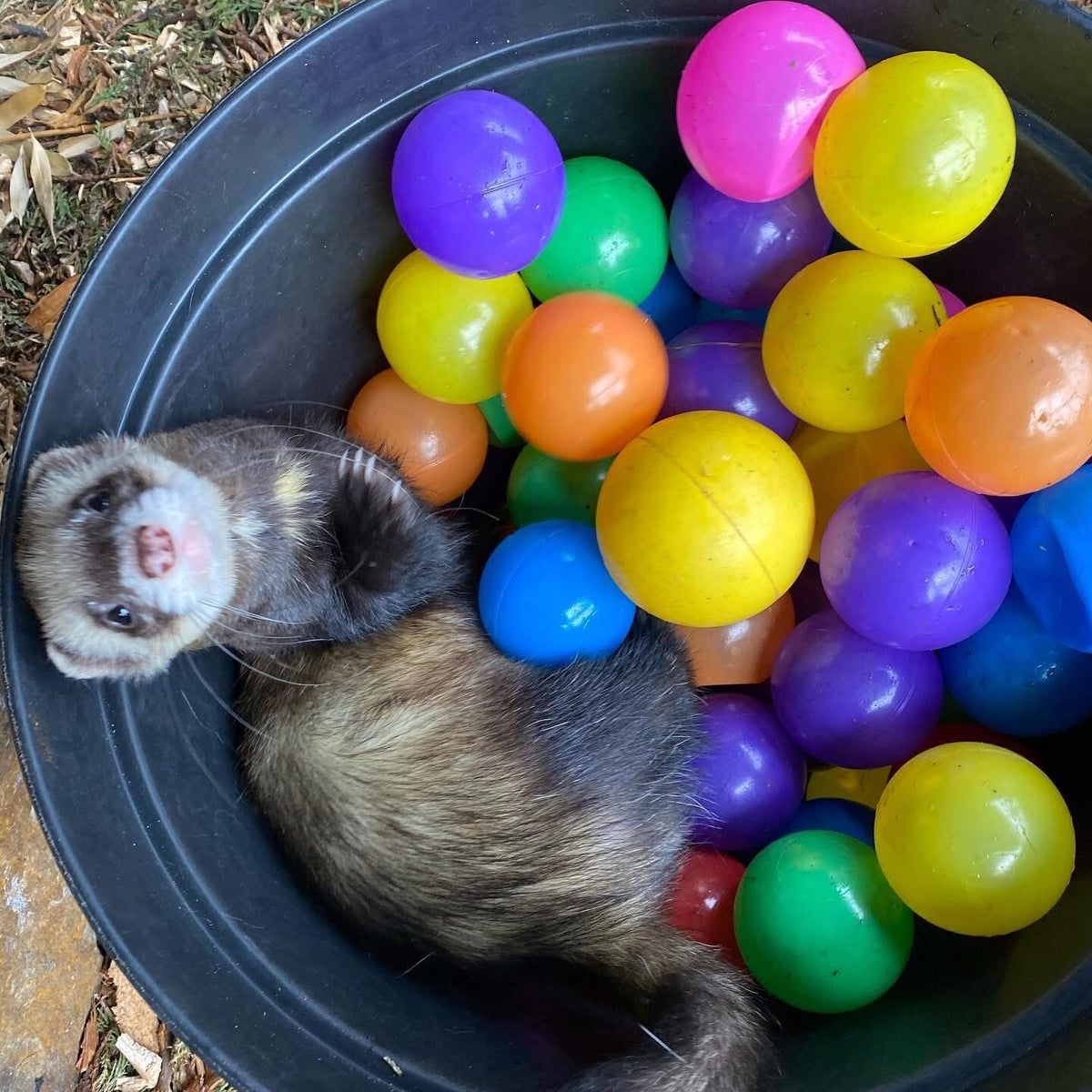 Meet our animals | Greenacres Animal Park