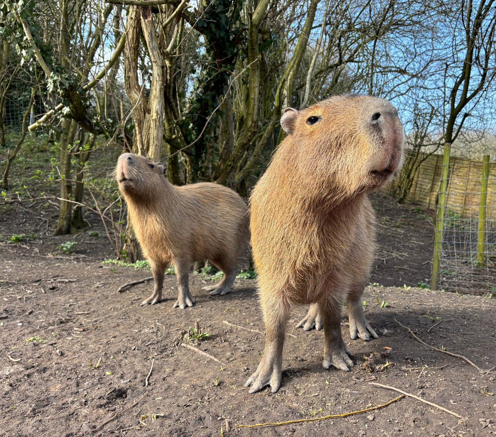 Capybaras / Mammals / Meet our animals | Greenacres Animal Park