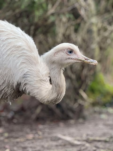 Common Rheas / Birds / Meet our animals | Greenacres Animal Park