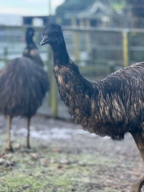 Emu And Ostrich Hybrid