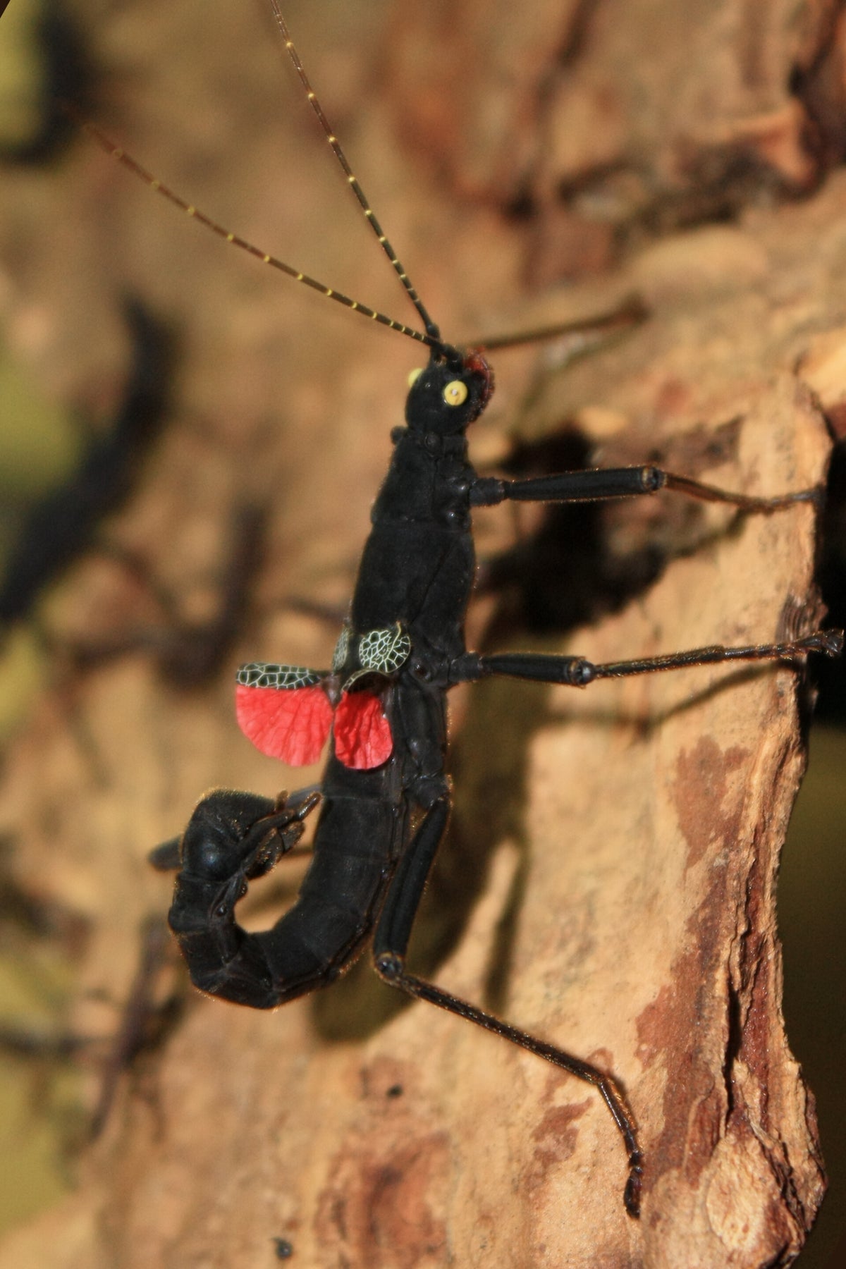 Black Beauty Stick Insects / Invertebrates / Meet our animals ...