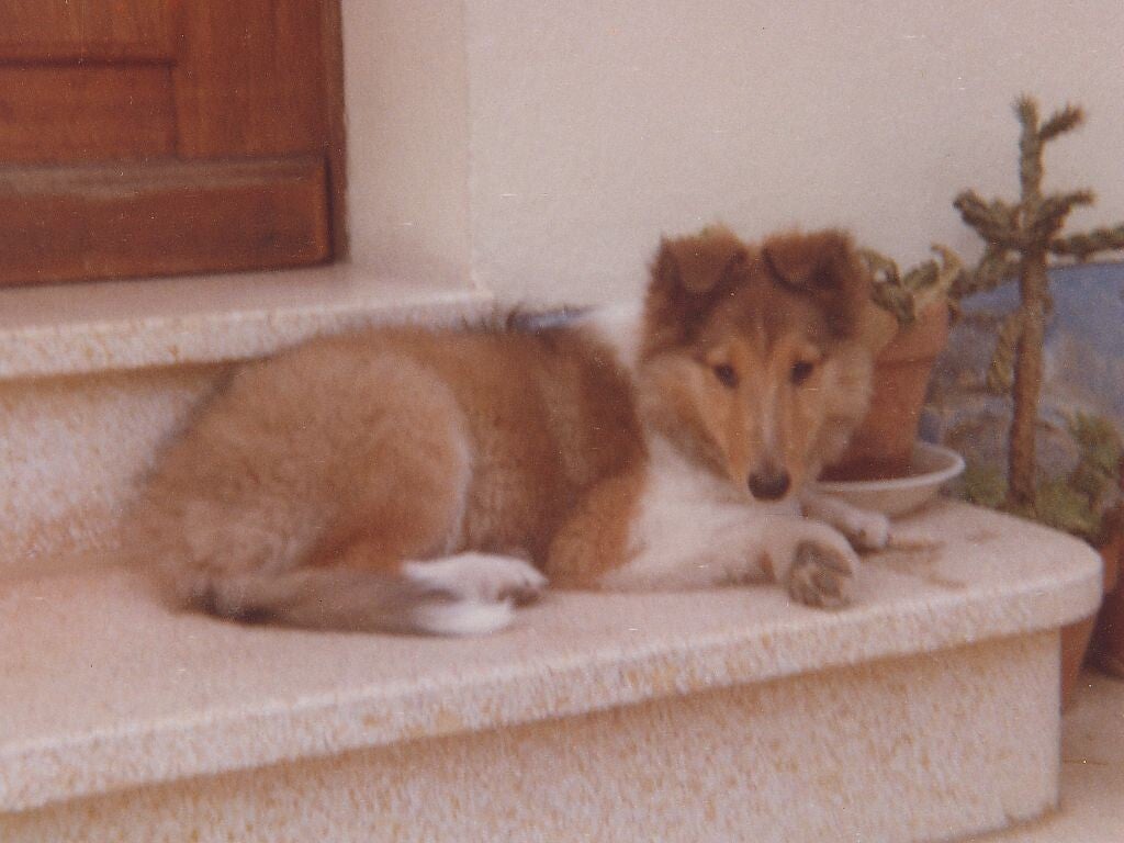 Vicky - Colley / Photos / Mes Animaux | solimages