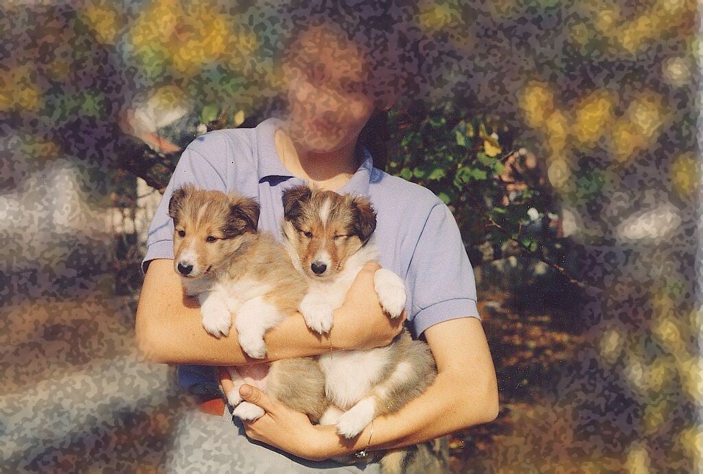 Vicky - Colley / Photos / Mes Animaux | solimages