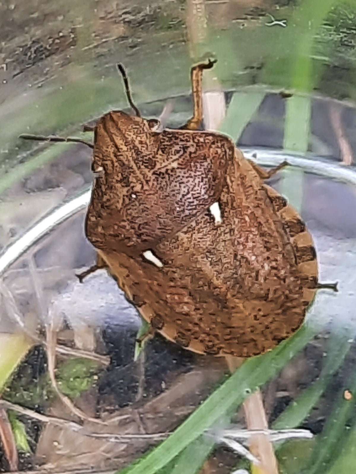 Schildwanzen / Wanzen / Insekten | Entomologie-Schwabe