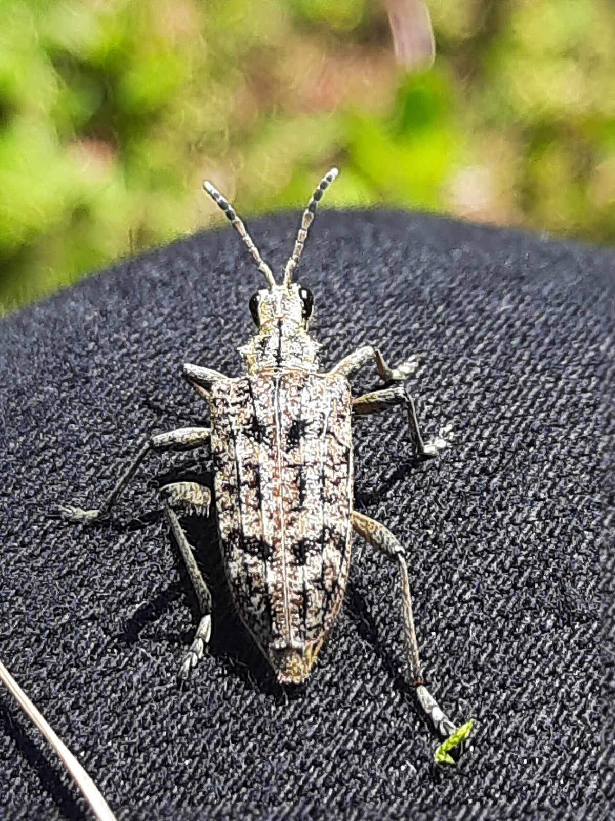 Bockkäfer/Scheinbockkäfer / Käfer / Insekten | Entomologie-Schwabe