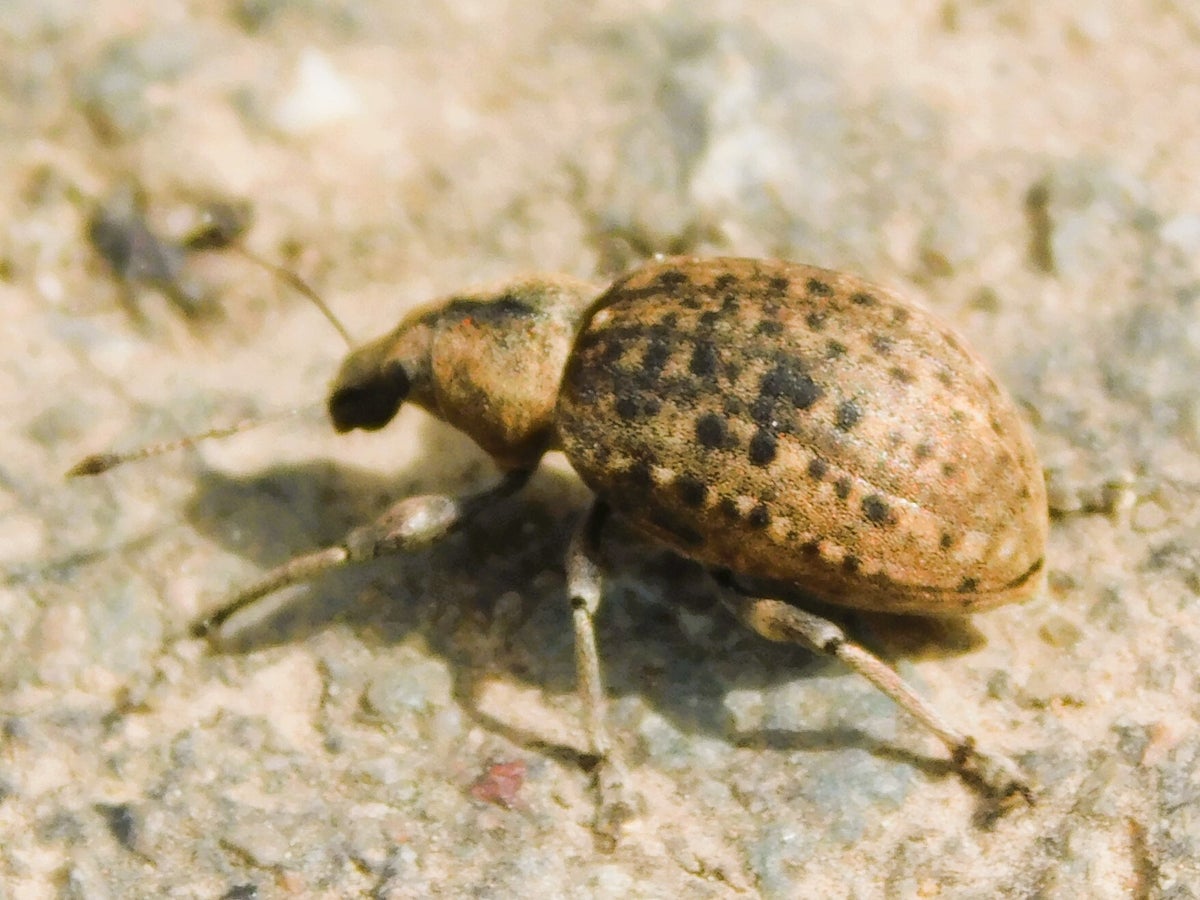 Rüsselkäfer / Käfer / Insekten | Entomologie-Schwabe
