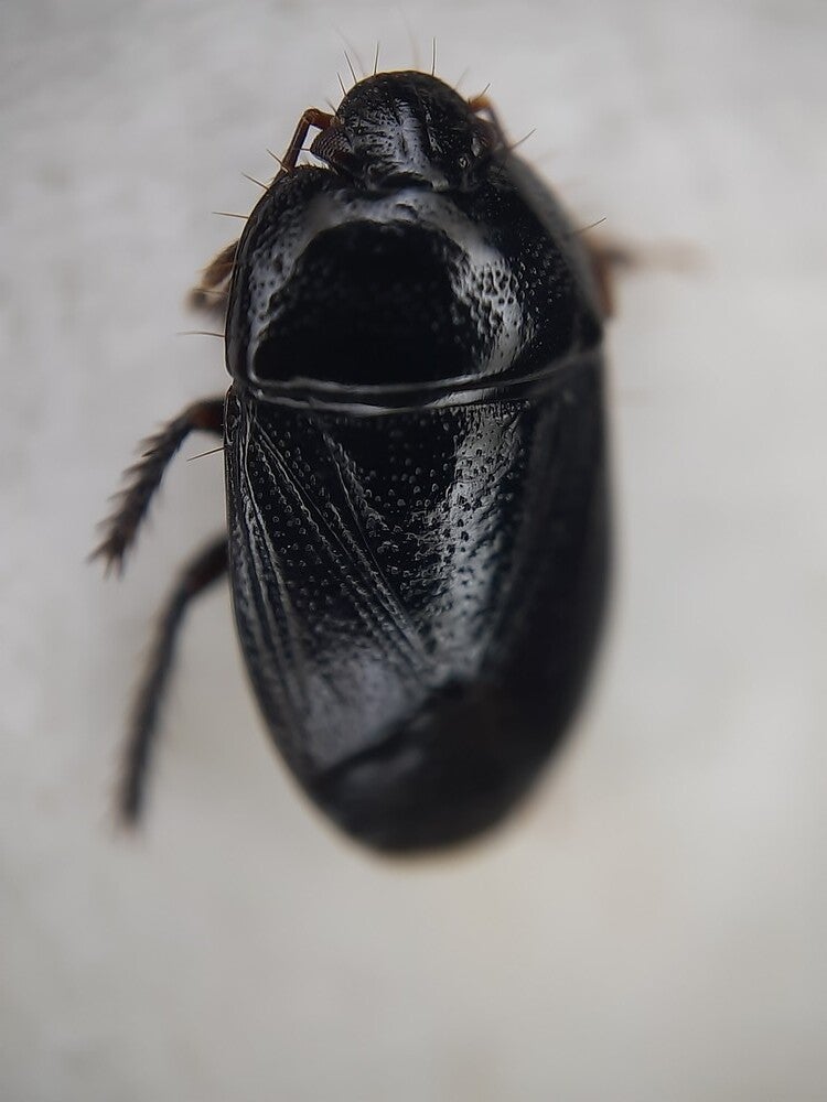 Erdwanzen / Wanzen / Insekten | Entomologie-Schwabe